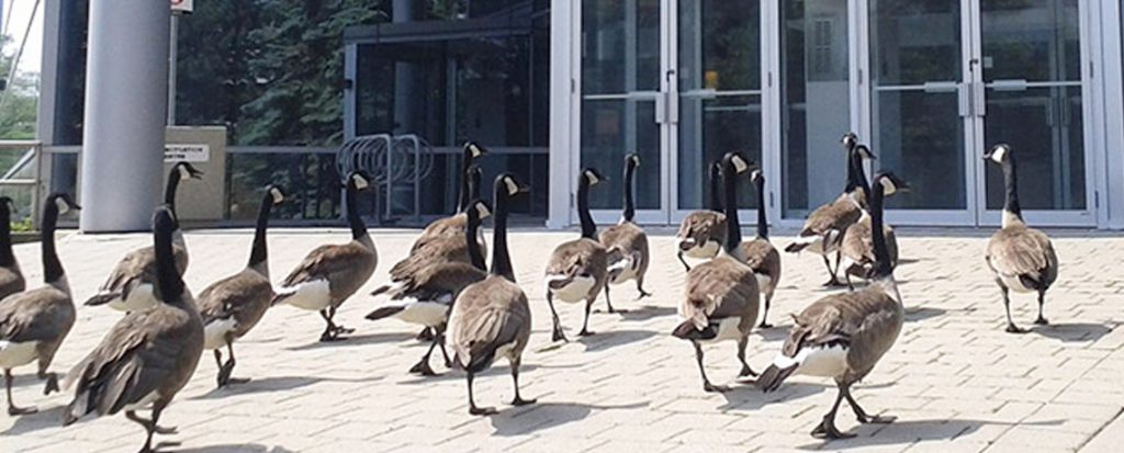 Goose Management | Wildlife